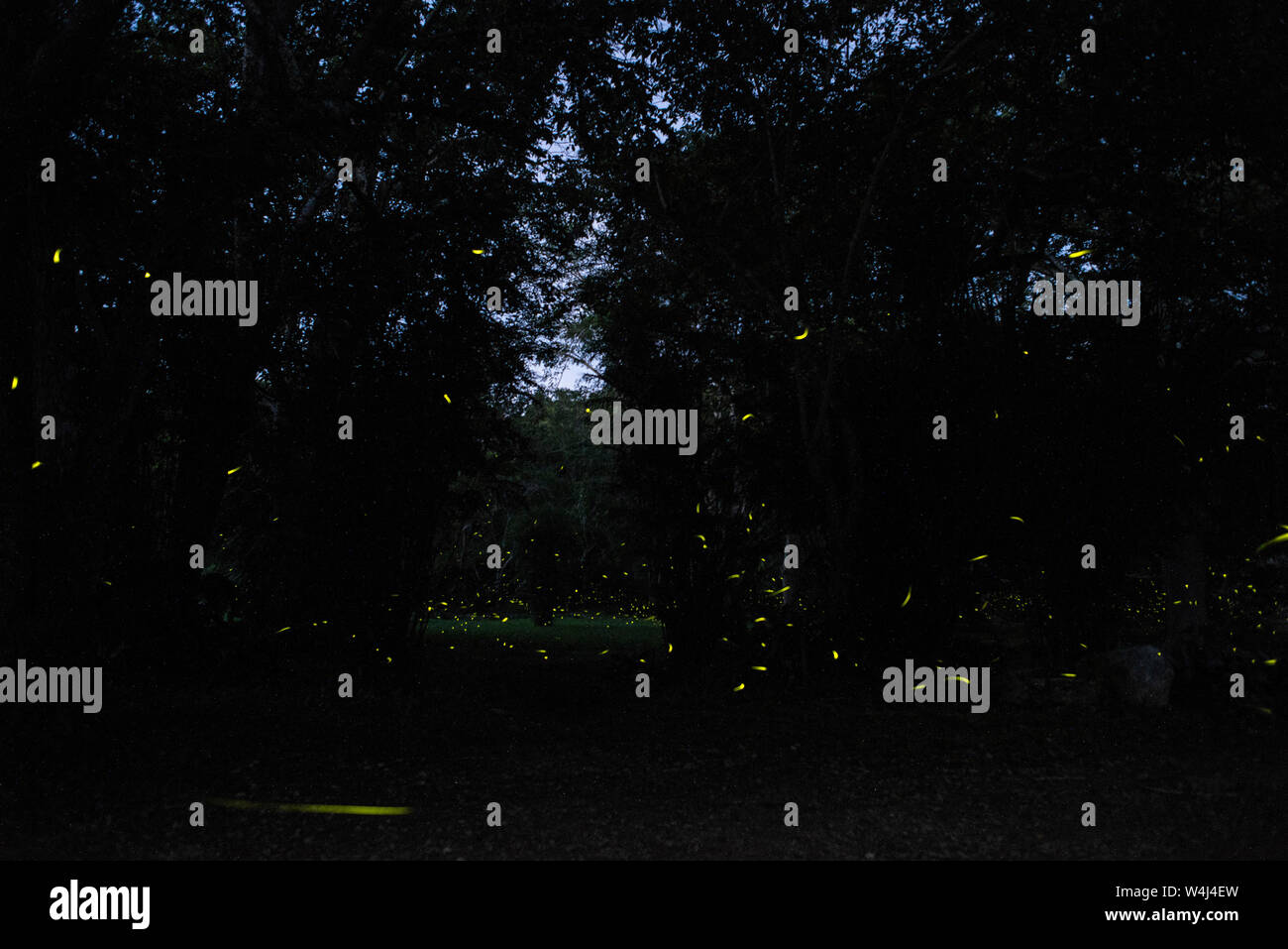 Night landscape with fireflies Stock Photo - Alamy