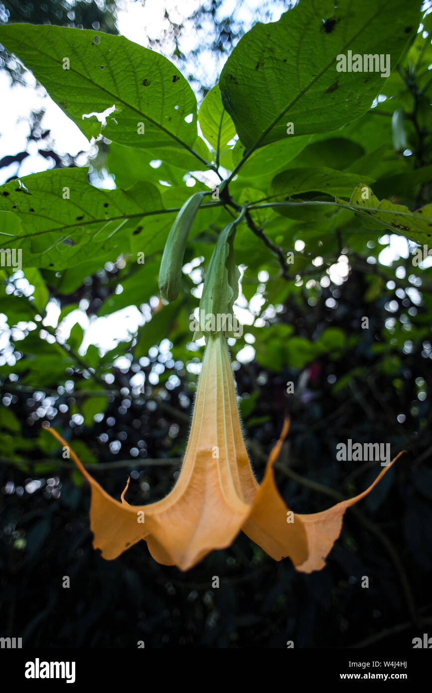 Angel's trumpet flower Stock Photo - Alamy