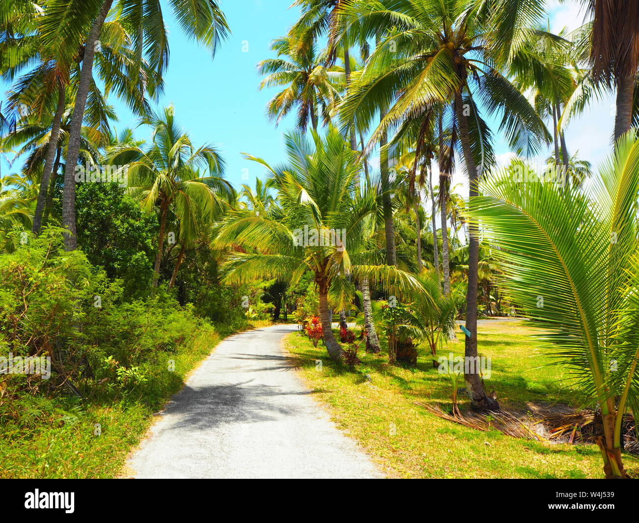 Route along Palm Trees on a Tropical Island Stock Photo - Alamy