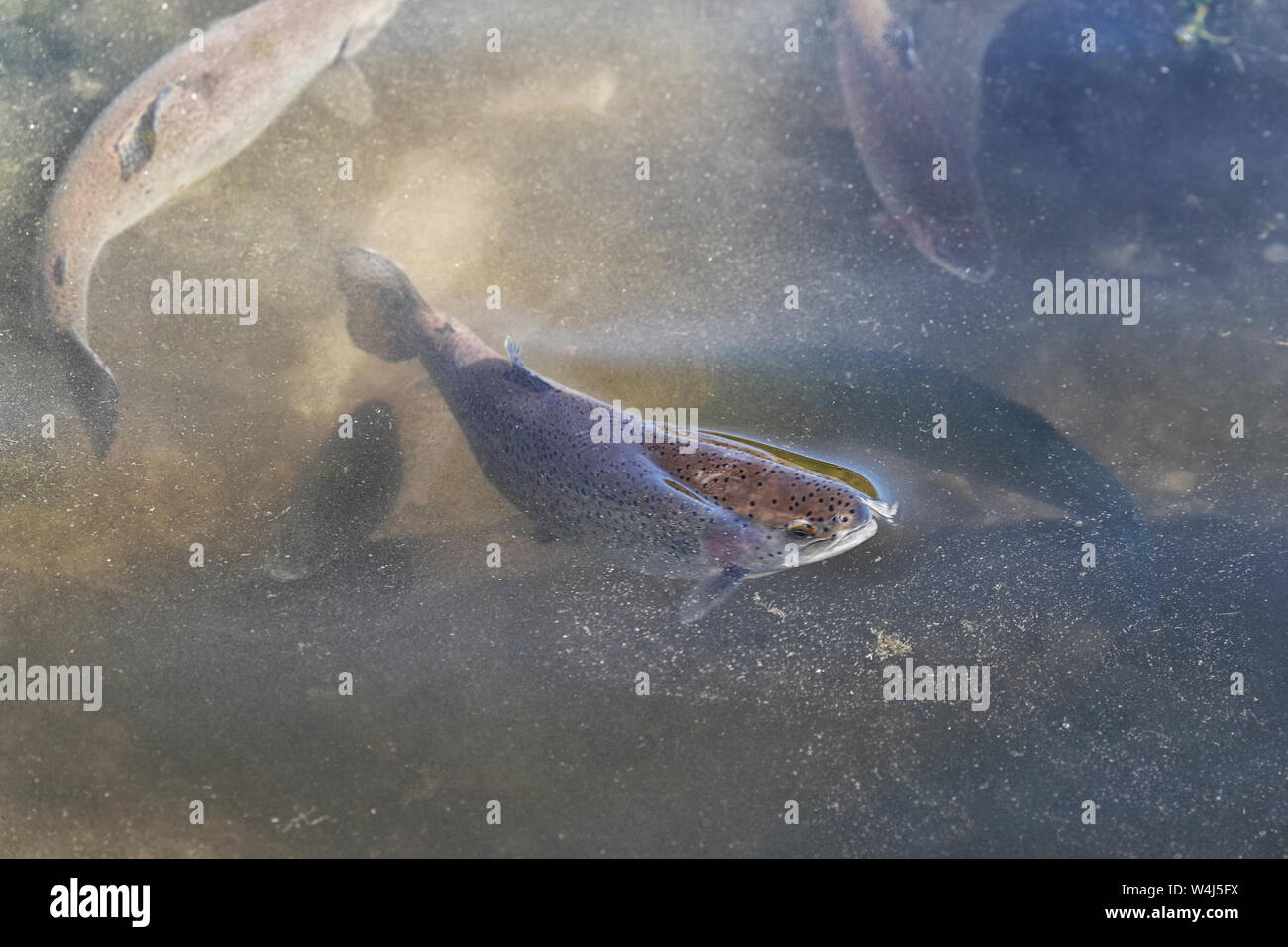 Rainbow trout feeding at the waters surface in shallow water Stock ...