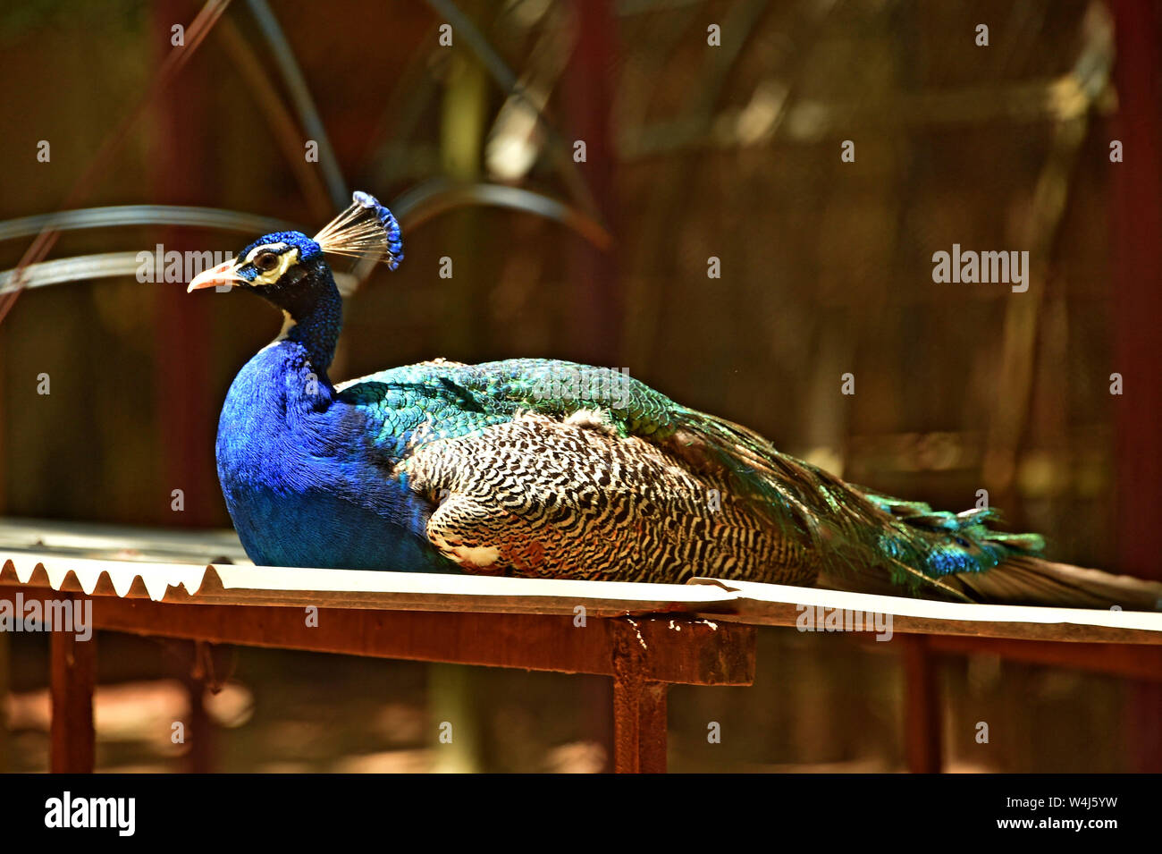 Dhaka, Bangladesh. 23rd July, 2019. A peacock is seen at the Bangladesh ...