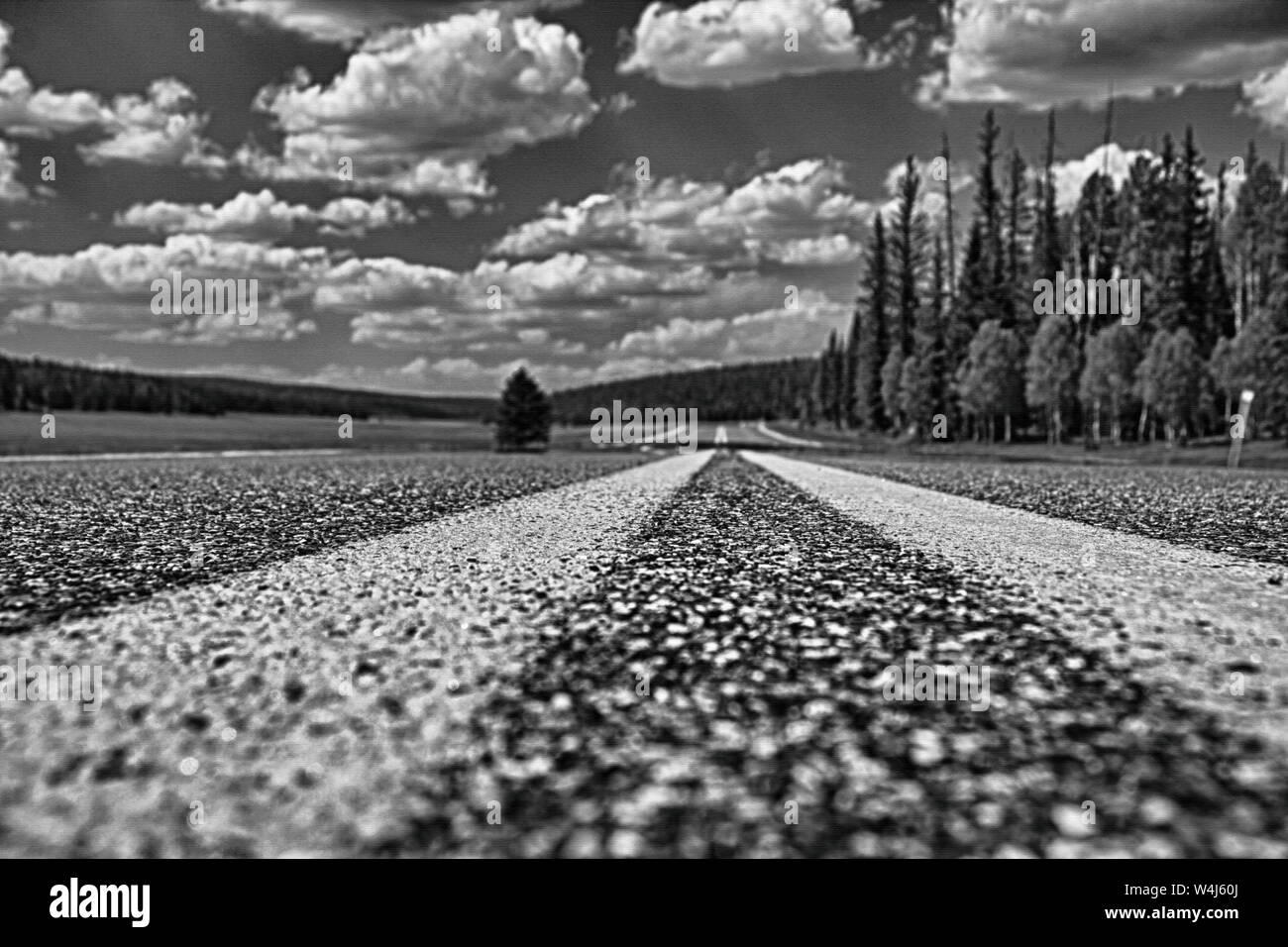 Road lines. Forest at the horizon Stock Photo - Alamy