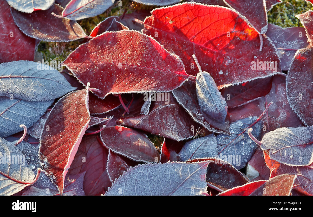 Red Leaves in Autumn Chokecherry Tree in Alaska Stock Photo - Alamy