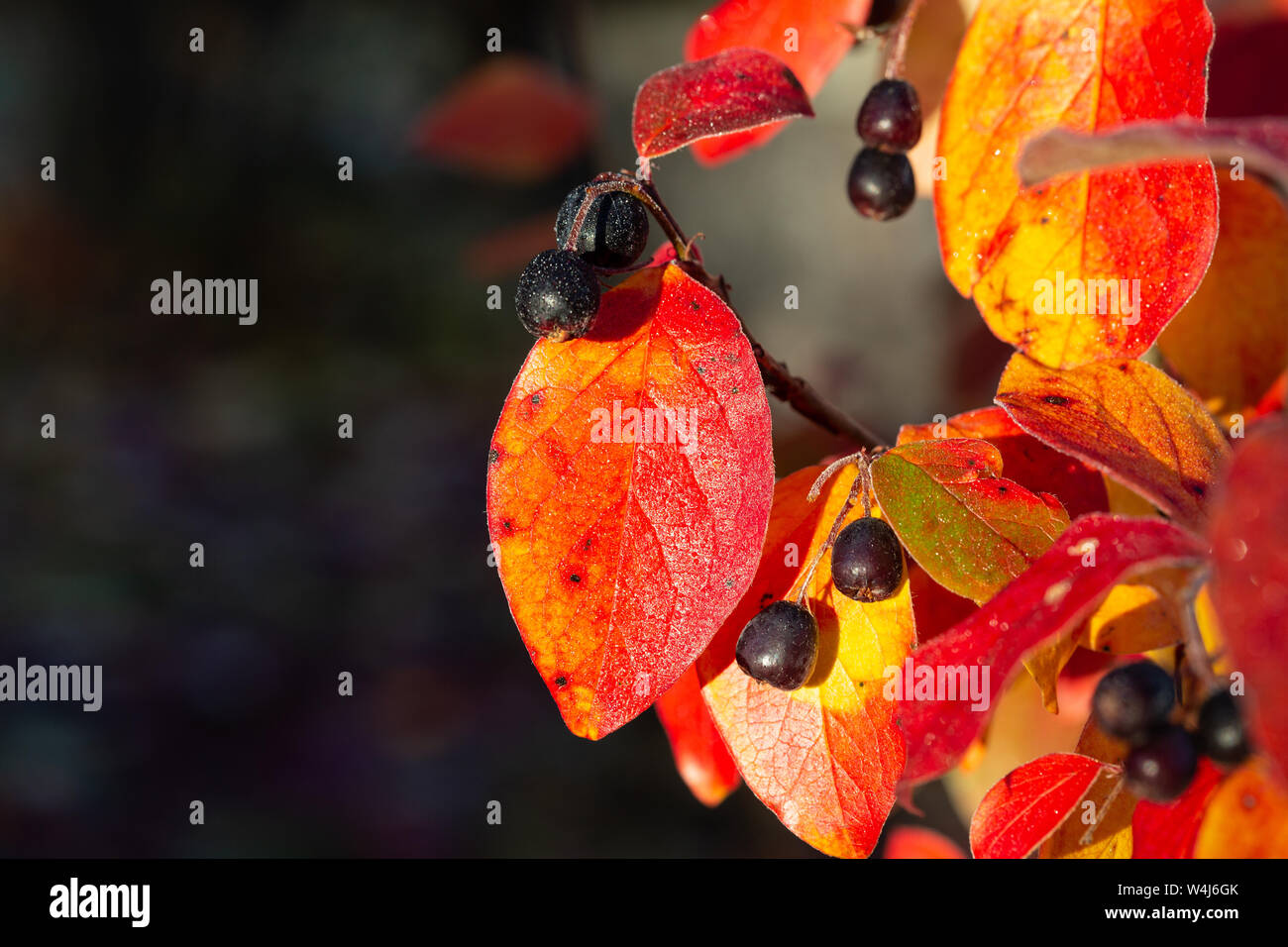 Wild berry bush hi-res stock photography and images - Alamy