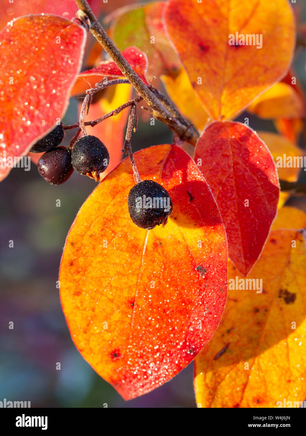 Wild berry bush hi-res stock photography and images - Alamy