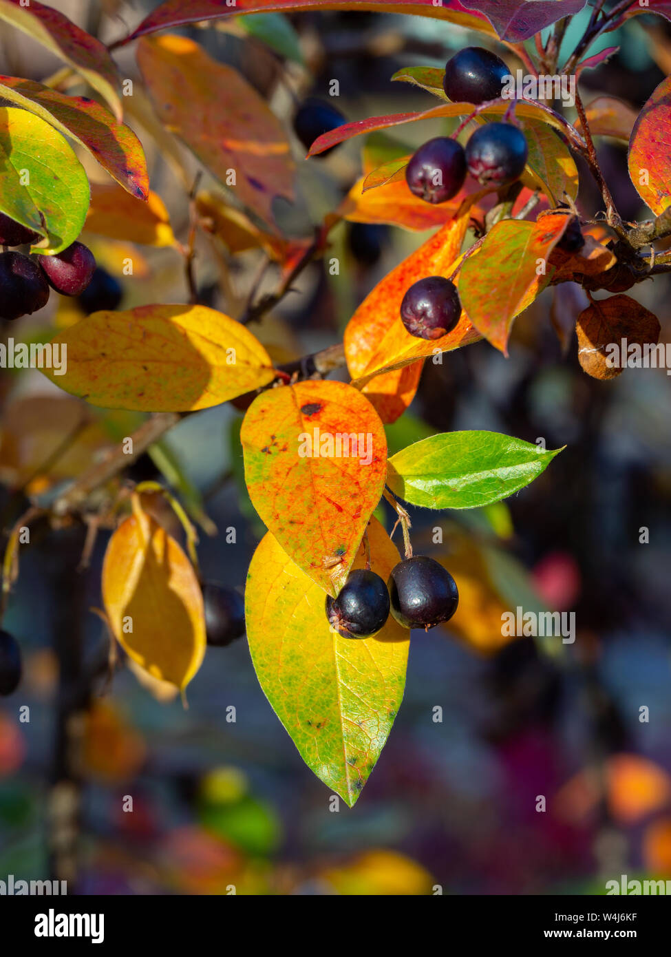 Autumn Color on a Wild Berry Bush Stock Photo - Alamy