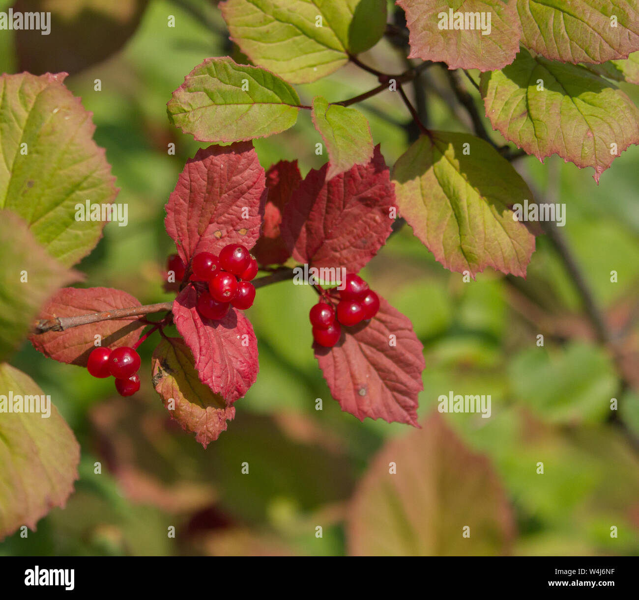 High Bush Cranberries Stock Photo - Alamy
