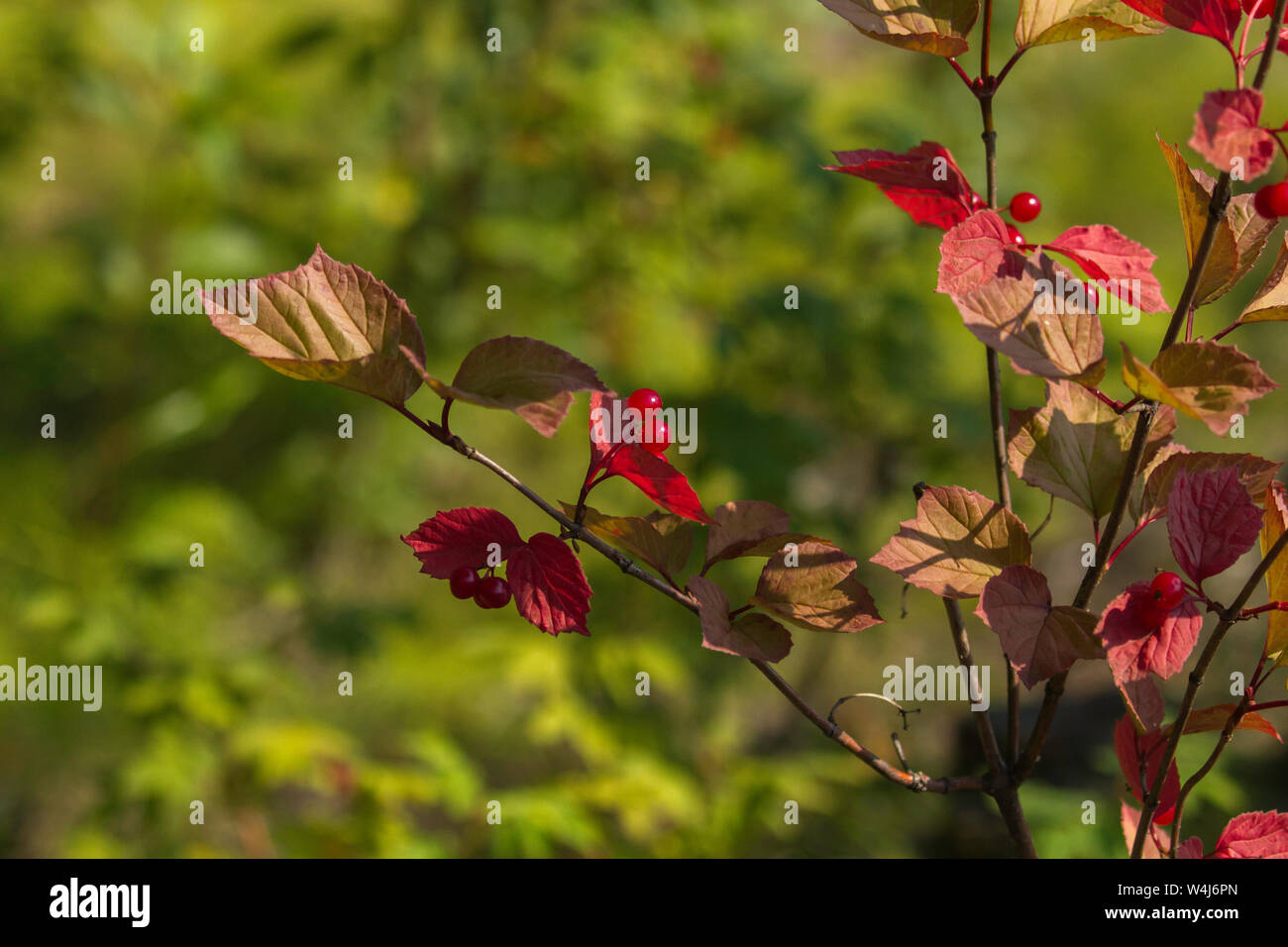 American highbush cranberry hi-res stock photography and images - Alamy