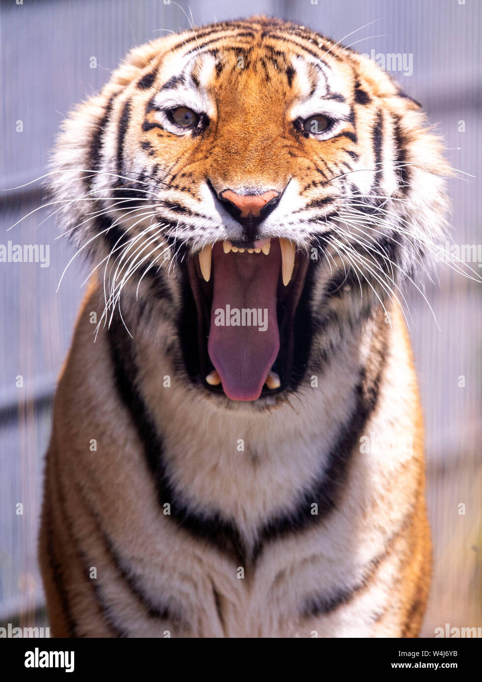 Tiger lady hi-res stock photography and images - Alamy