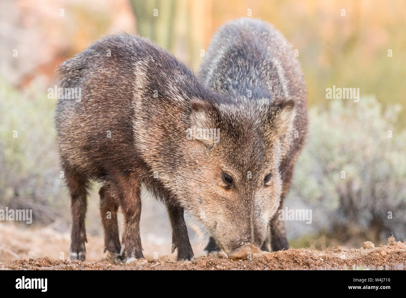 Javalina. Arizona Stock Photo - Alamy