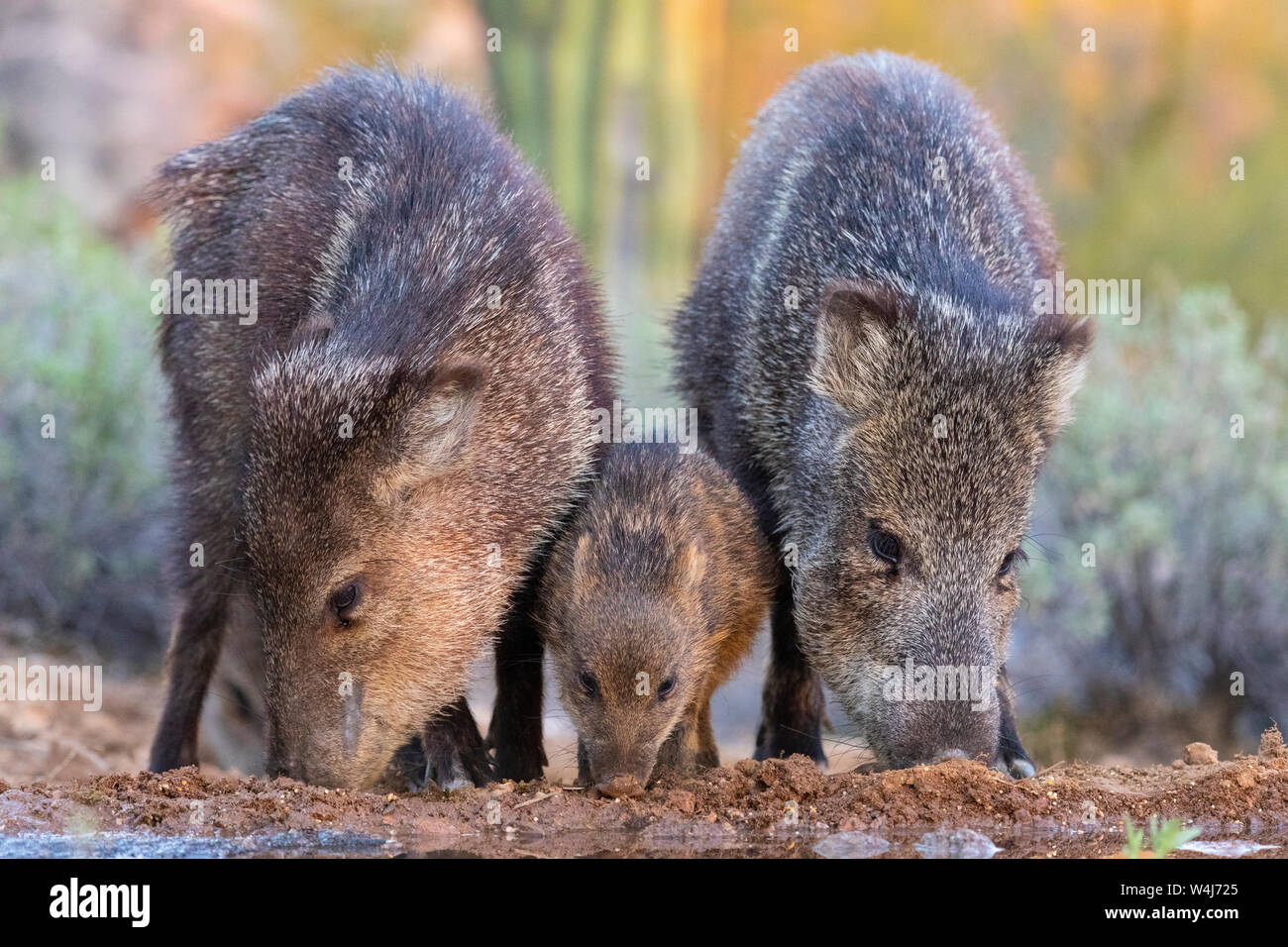 Javelina, Marana, near Tucson, Arizona Stock Photo - Alamy