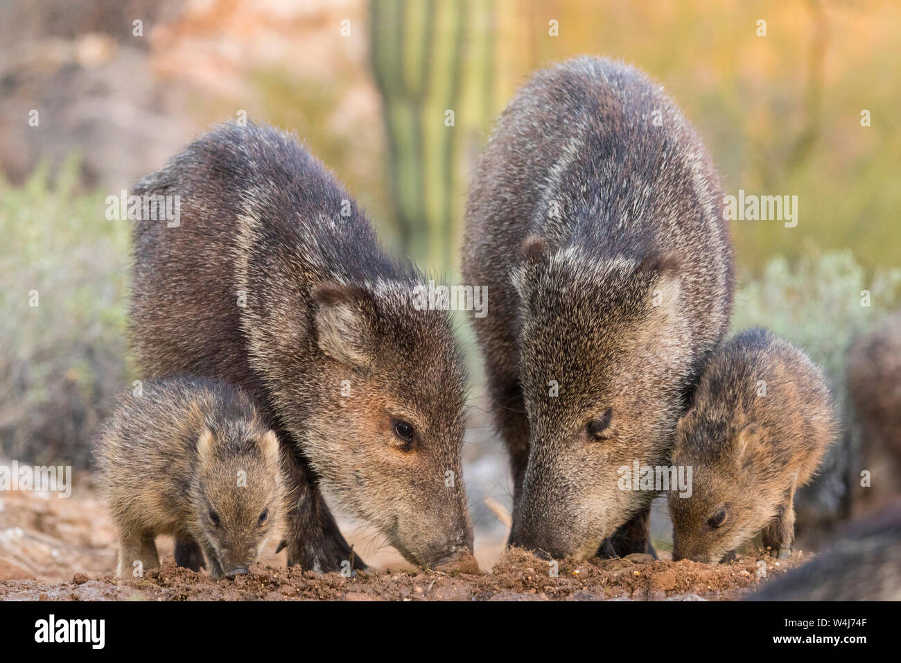 Javelina desert hi-res stock photography and images - Alamy