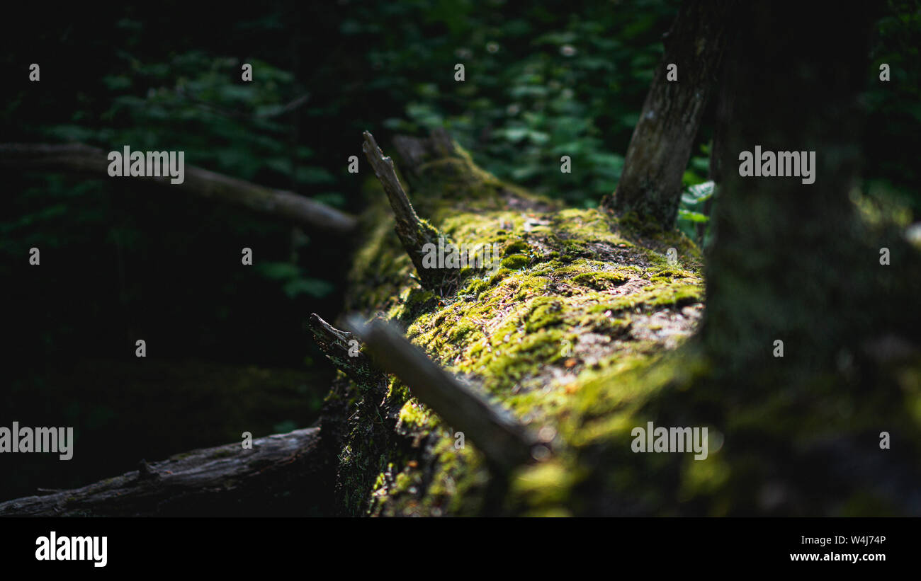Mossy fallen tree hi-res stock photography and images - Alamy