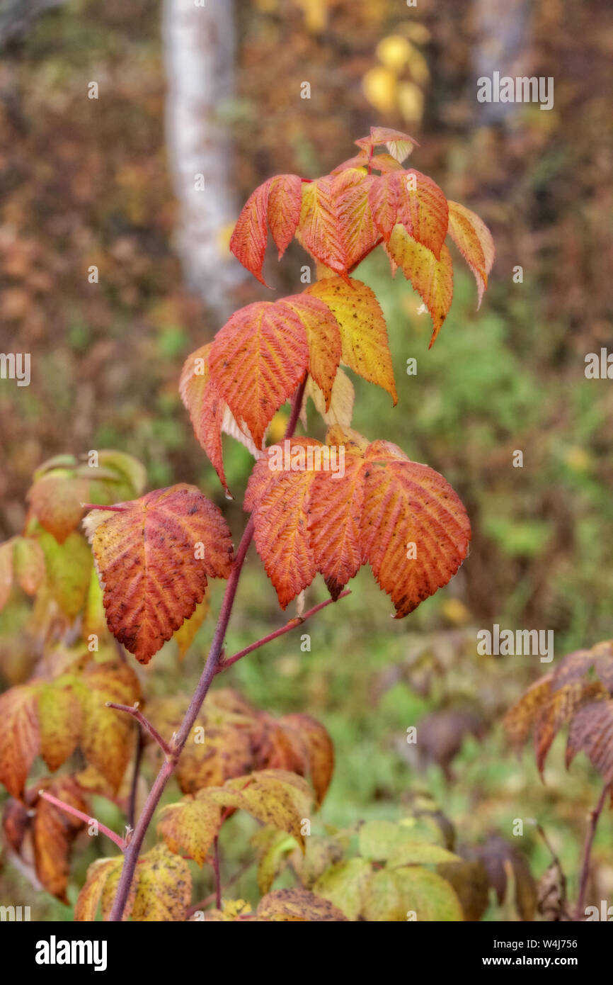Plant foliage alaska flora hi-res stock photography and images - Alamy