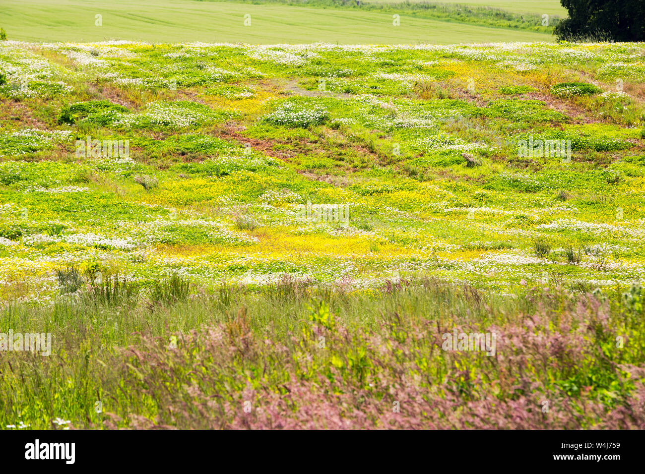 Wild flowers in a set aside field, Cromarty Firth, Scotland, UK Stock ...