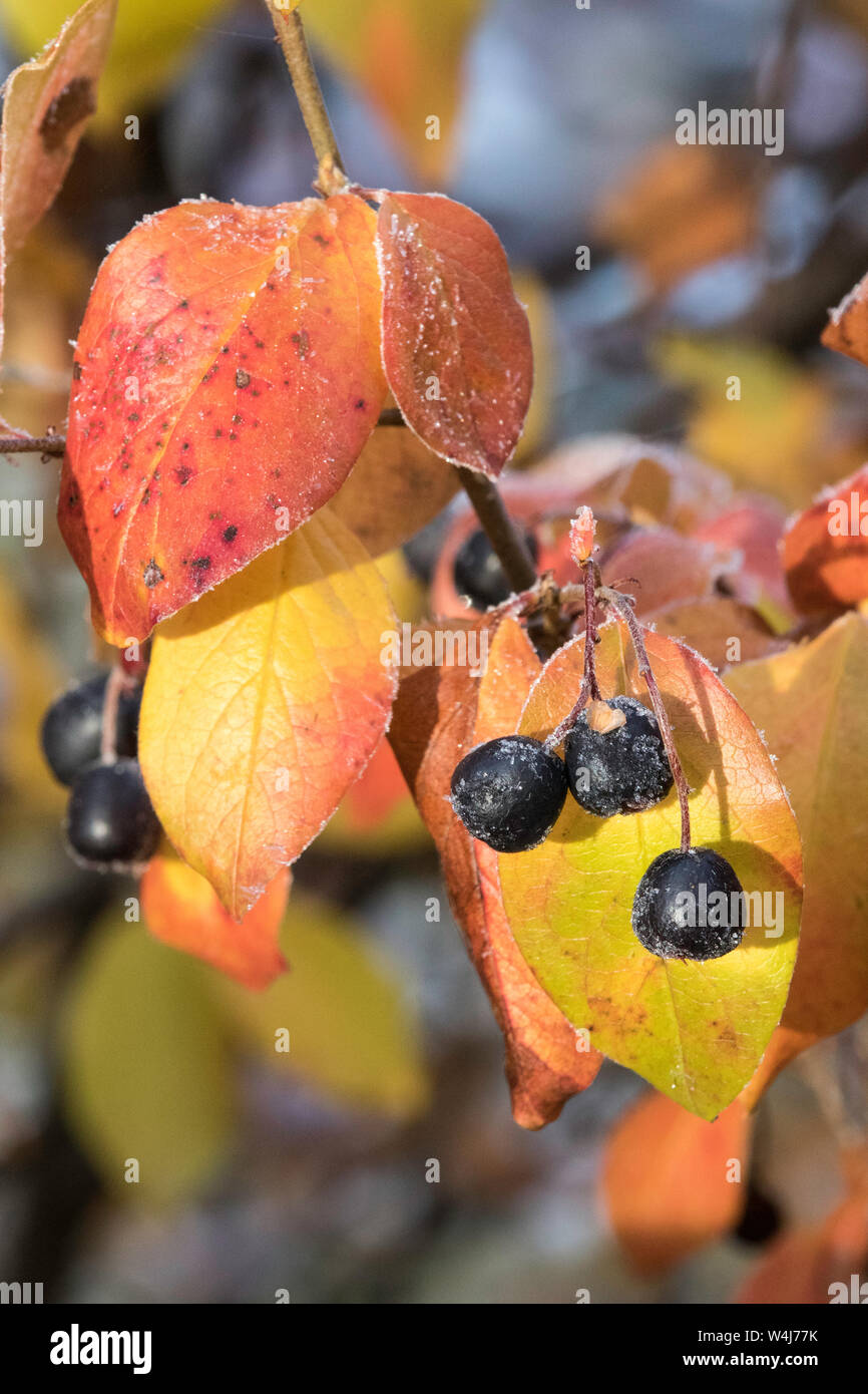 Autumn Color on a Wild Berry Bush Stock Photo - Alamy