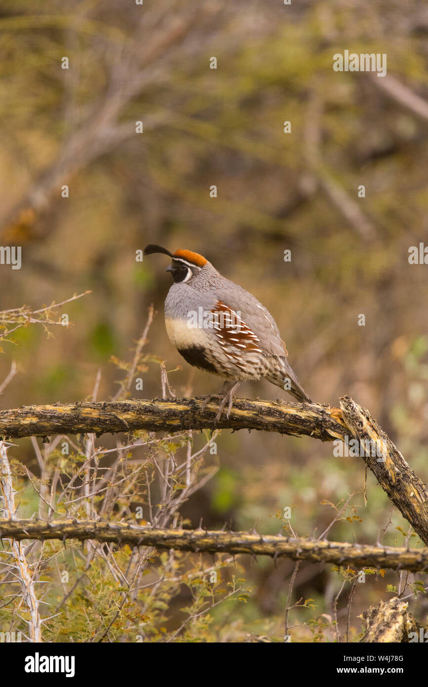 Gambels quail hi-res stock photography and images - Alamy