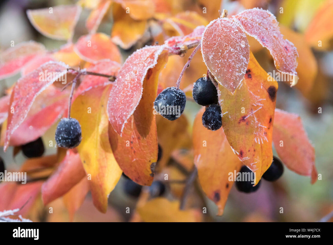 Wild berry bush hi-res stock photography and images - Alamy