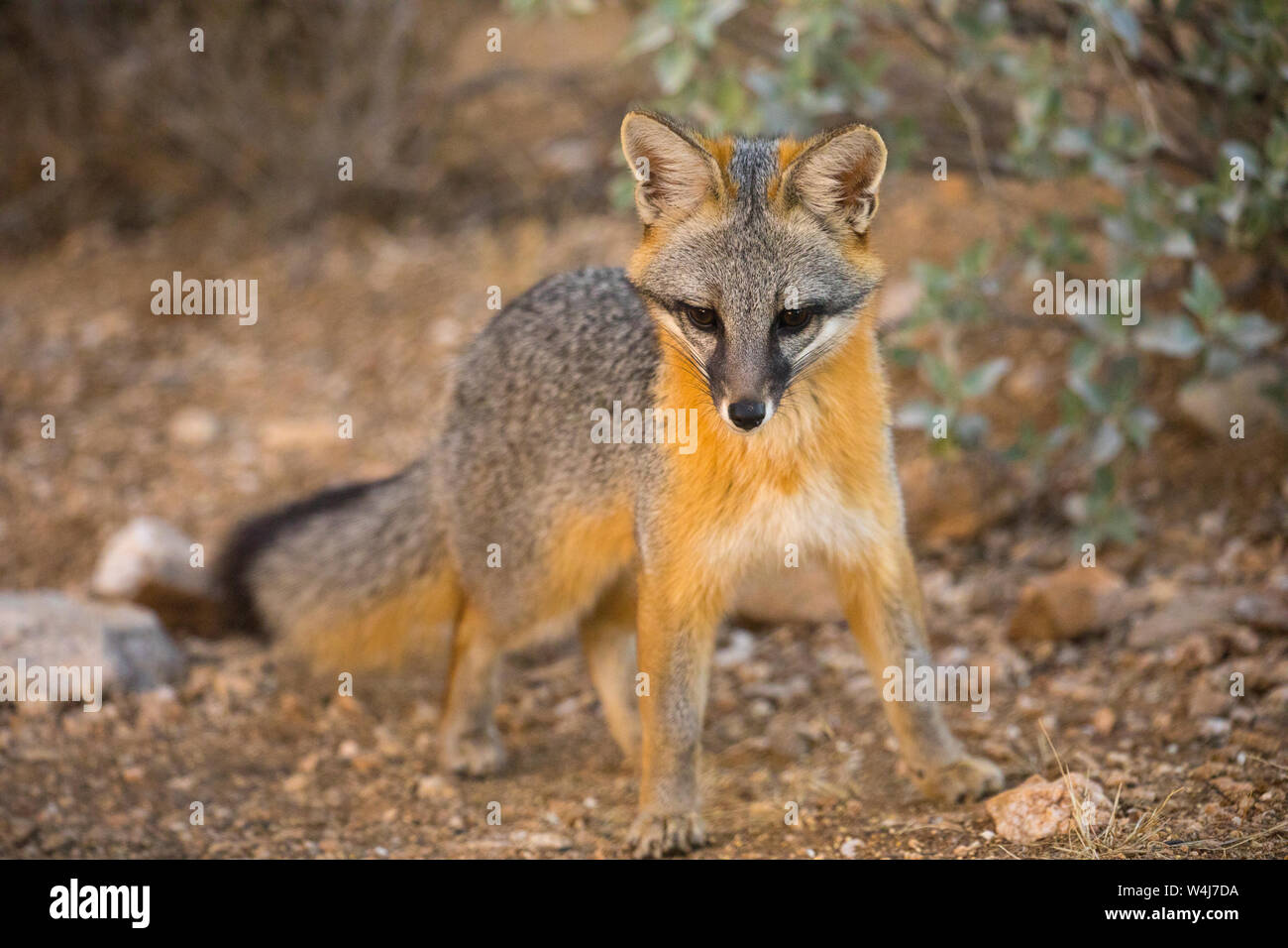Grey fox arizona hi-res stock photography and images - Alamy