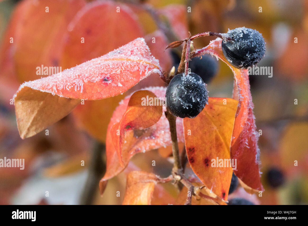Autumn Color on a Wild Berry Bush Stock Photo - Alamy