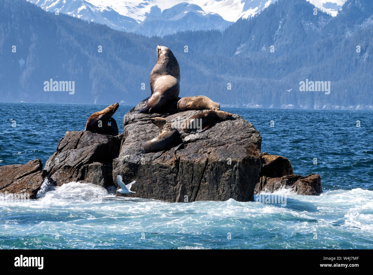 North America; United States; Alaska; Chiswell Islands; Marine Mammals ...