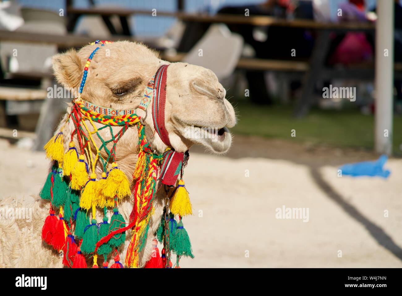 Camel decoration hi-res stock photography and images - Alamy