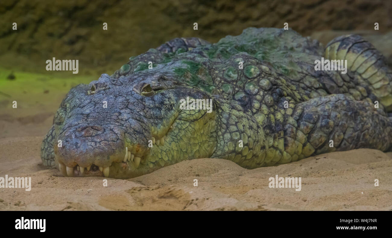 Nile crocodile face closeup hi-res stock photography and images - Alamy