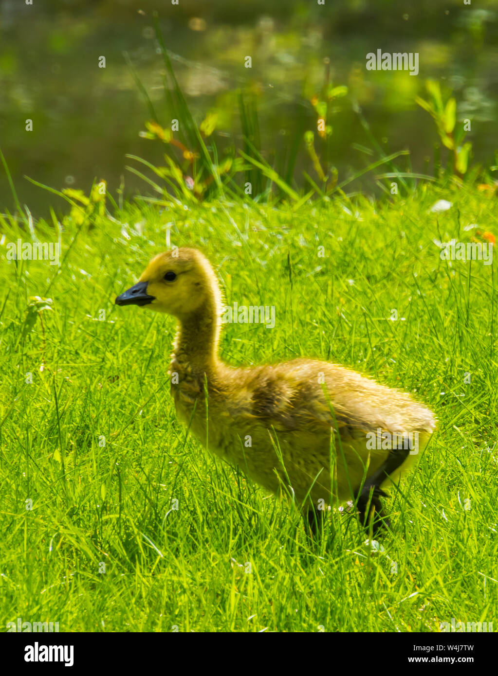 gosling of a cackling goose in closeup, Adorable juvenile duck ...