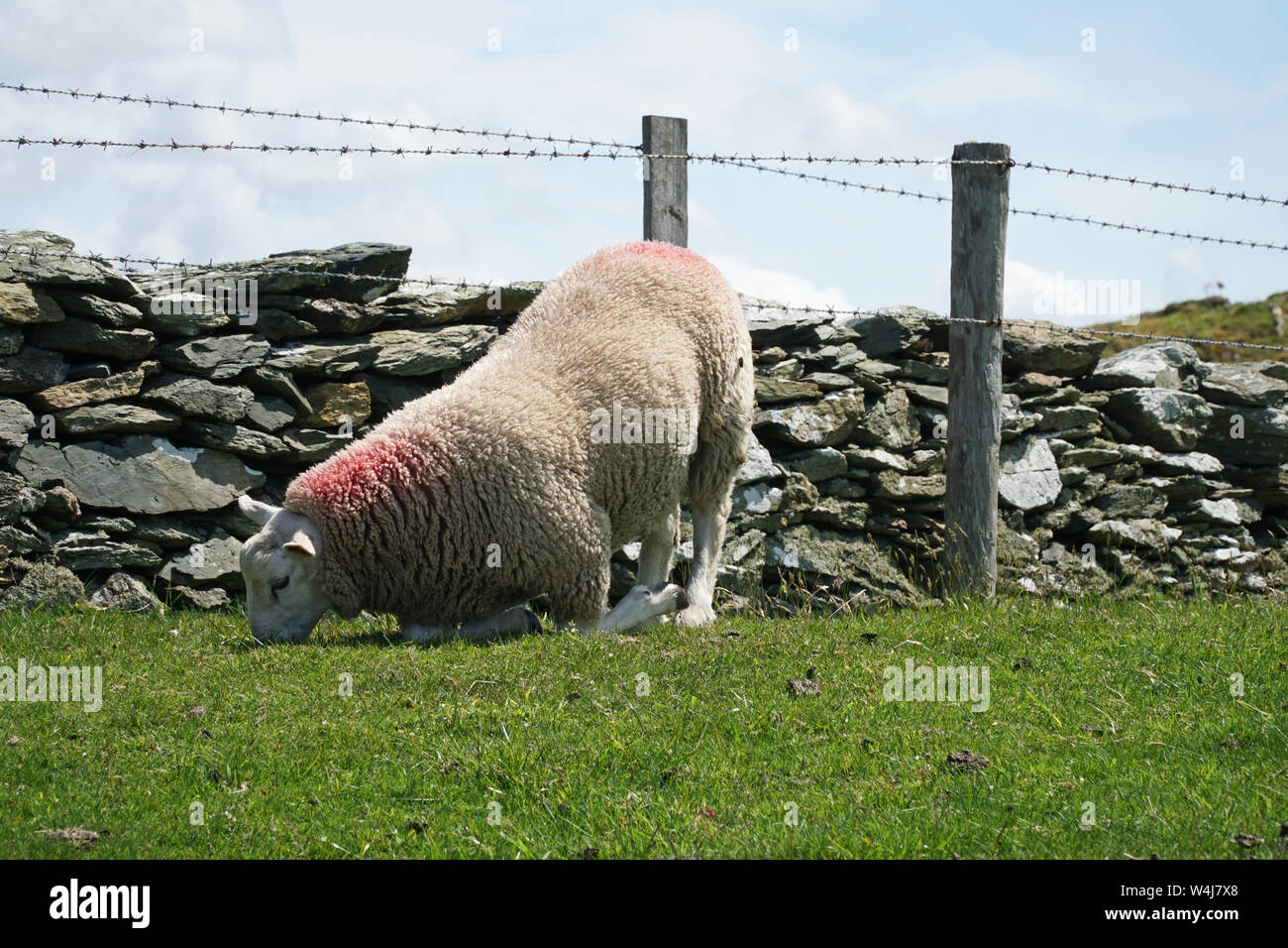 A sheep kneeling in order to eat particularly succulent grass Stock ...