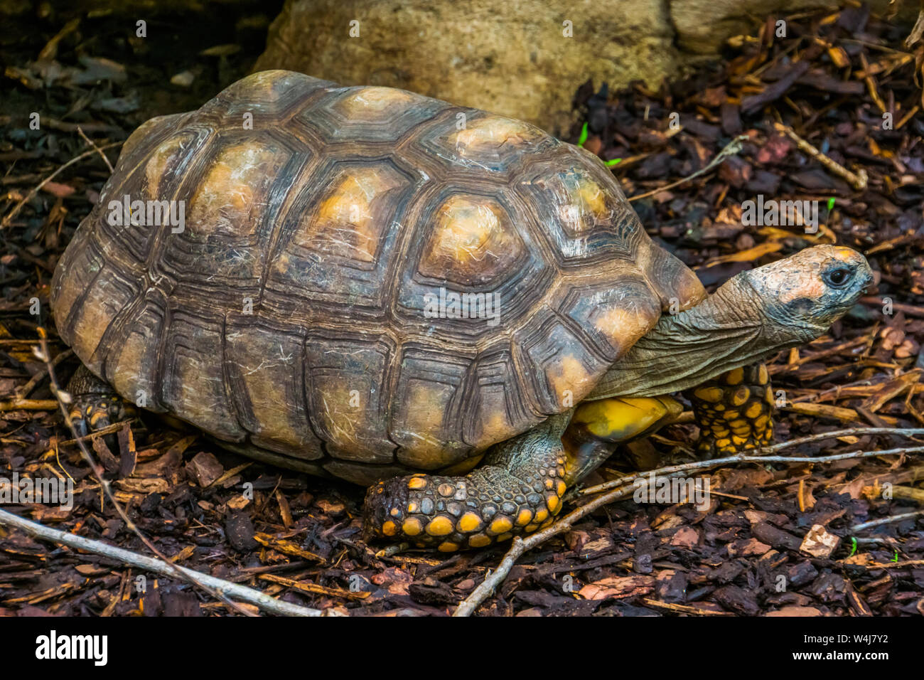 Brazilian tortoise hi-res stock photography and images - Alamy