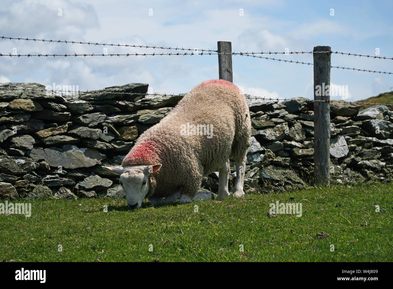 Sheep grazing kneeling hi-res stock photography and images - Alamy
