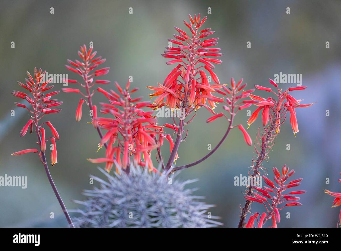 Red aloe vera flowers hi-res stock photography and images - Alamy