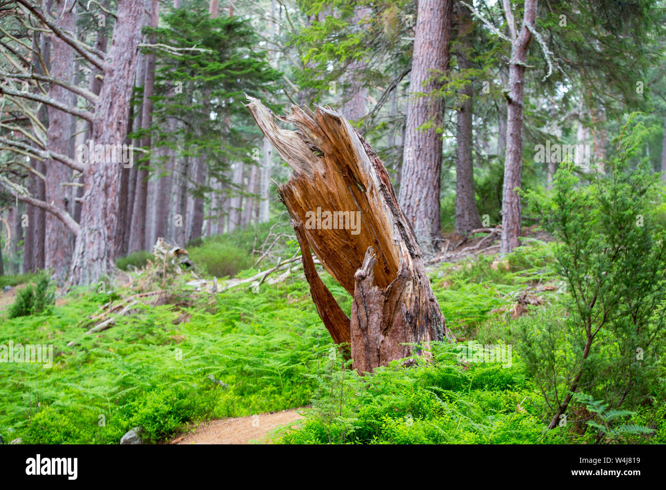 Dead caledonian pine hi-res stock photography and images - Alamy