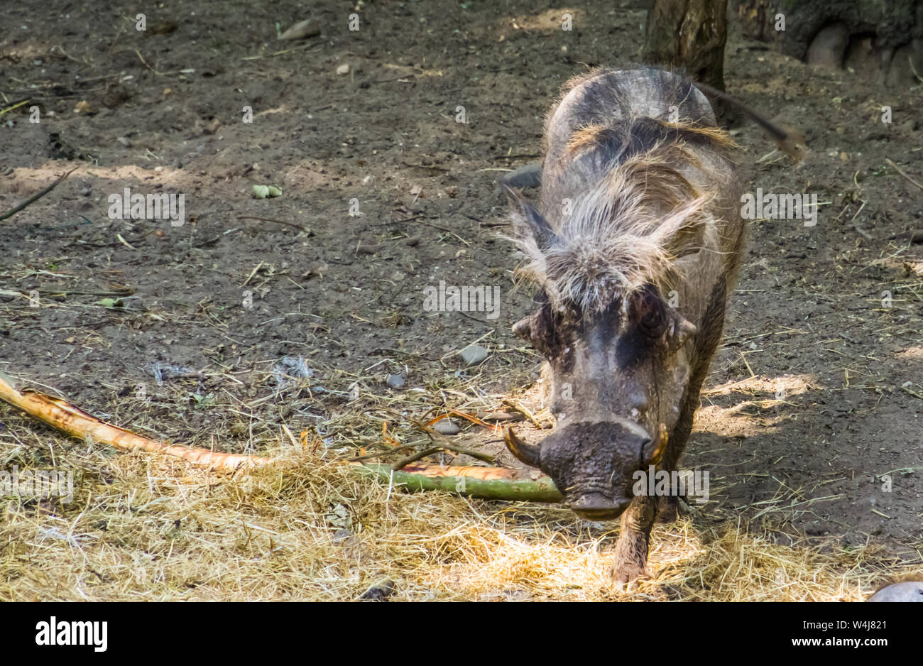 closeup of a female warthog walking towards the camera, tropical wild ...