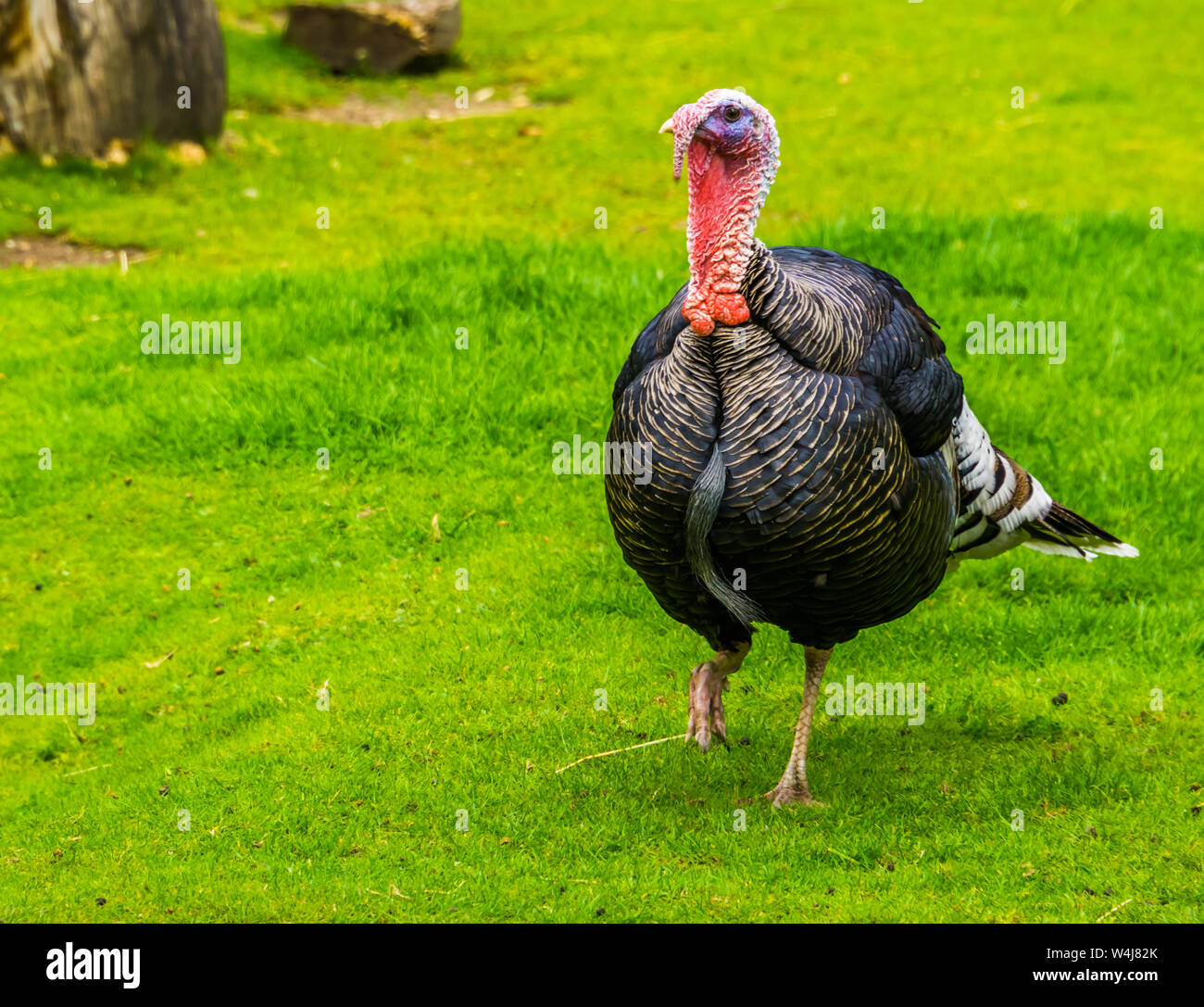 domestic turkey walking through the grass in closeup, popular animal ...