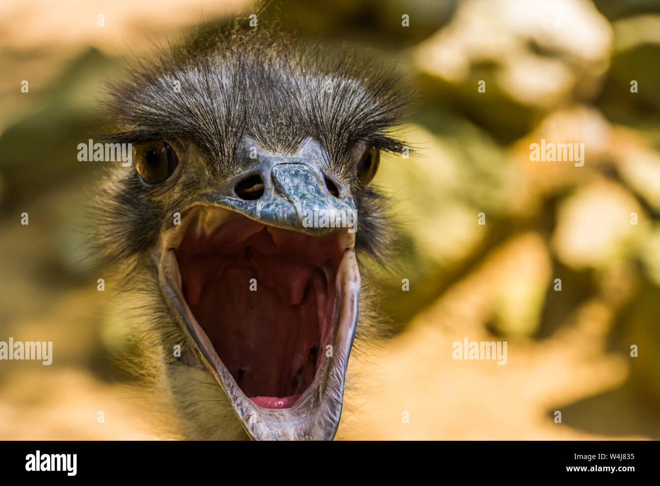 funny closeup of common ostrich screaming, popular flightless bird ...