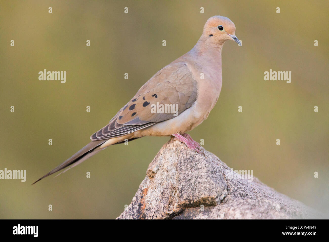 Snow White Turtle Dove