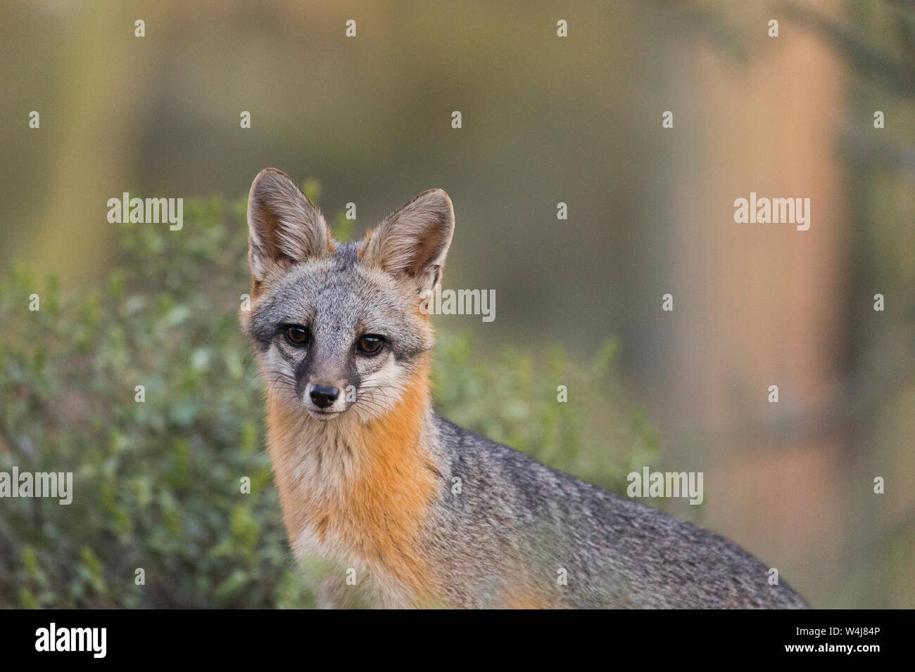 Ron Gray High Resolution Stock Photography and Images - Alamy