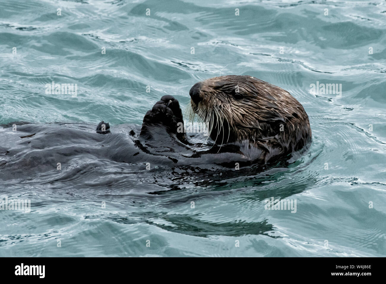 North America; United States; Alaska; Resurrection Bay; Marine Mammals ... North America; United States; Alaska; Resurrection Bay; Marine Mammals ...