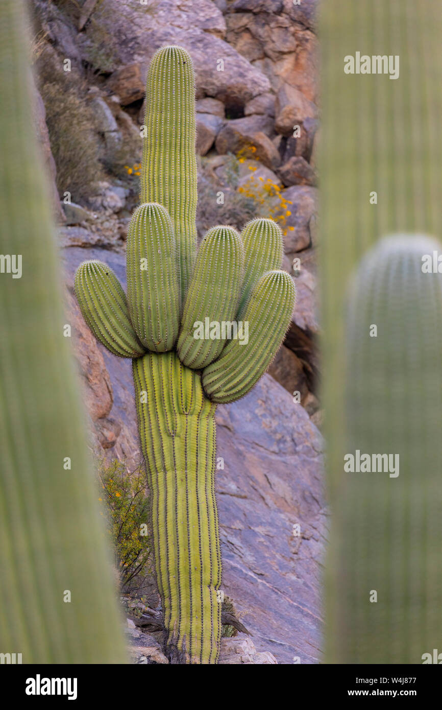 Tree like cactus hi-res stock photography and images - Alamy