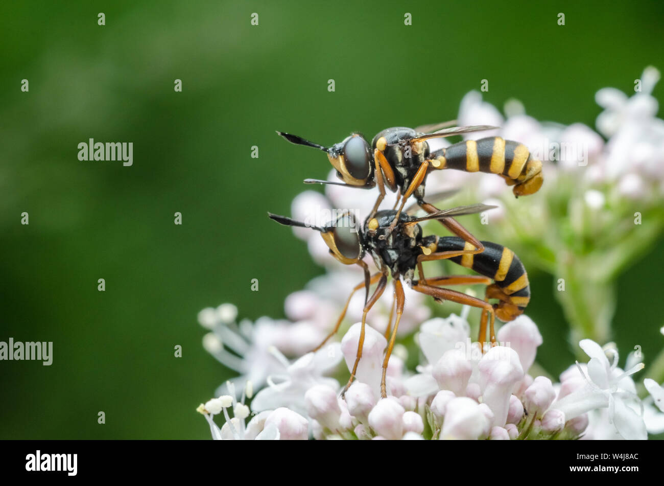 Macro photograph of Syrphidae, Hoverfly Stock Photo - Alamy