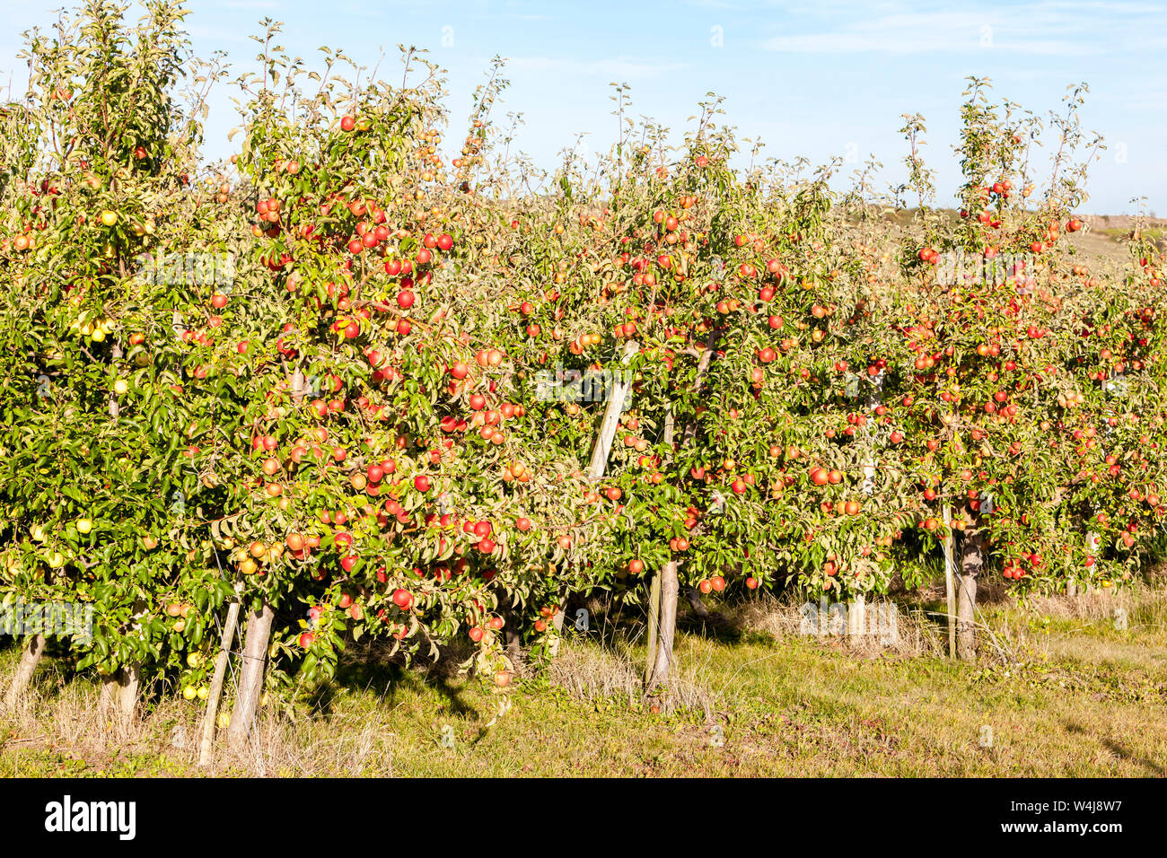 apples in autumn near Pulkau in Austria Stock Photo - Alamy