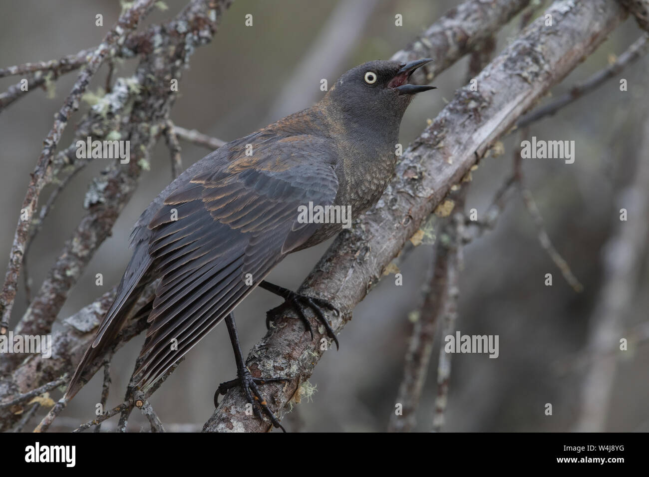 Alaska insects hi-res stock photography and images - Alamy