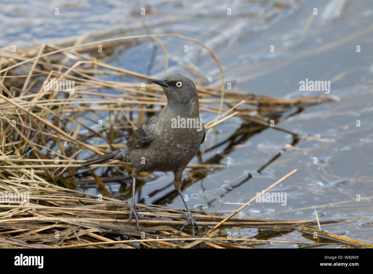 Female Rusty Blackbird in Alaska Stock Photo - Alamy