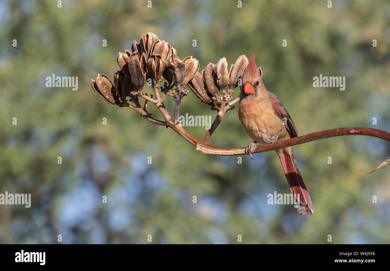 Female Northern Cardinal in Arizona Stock Photo - Alamy