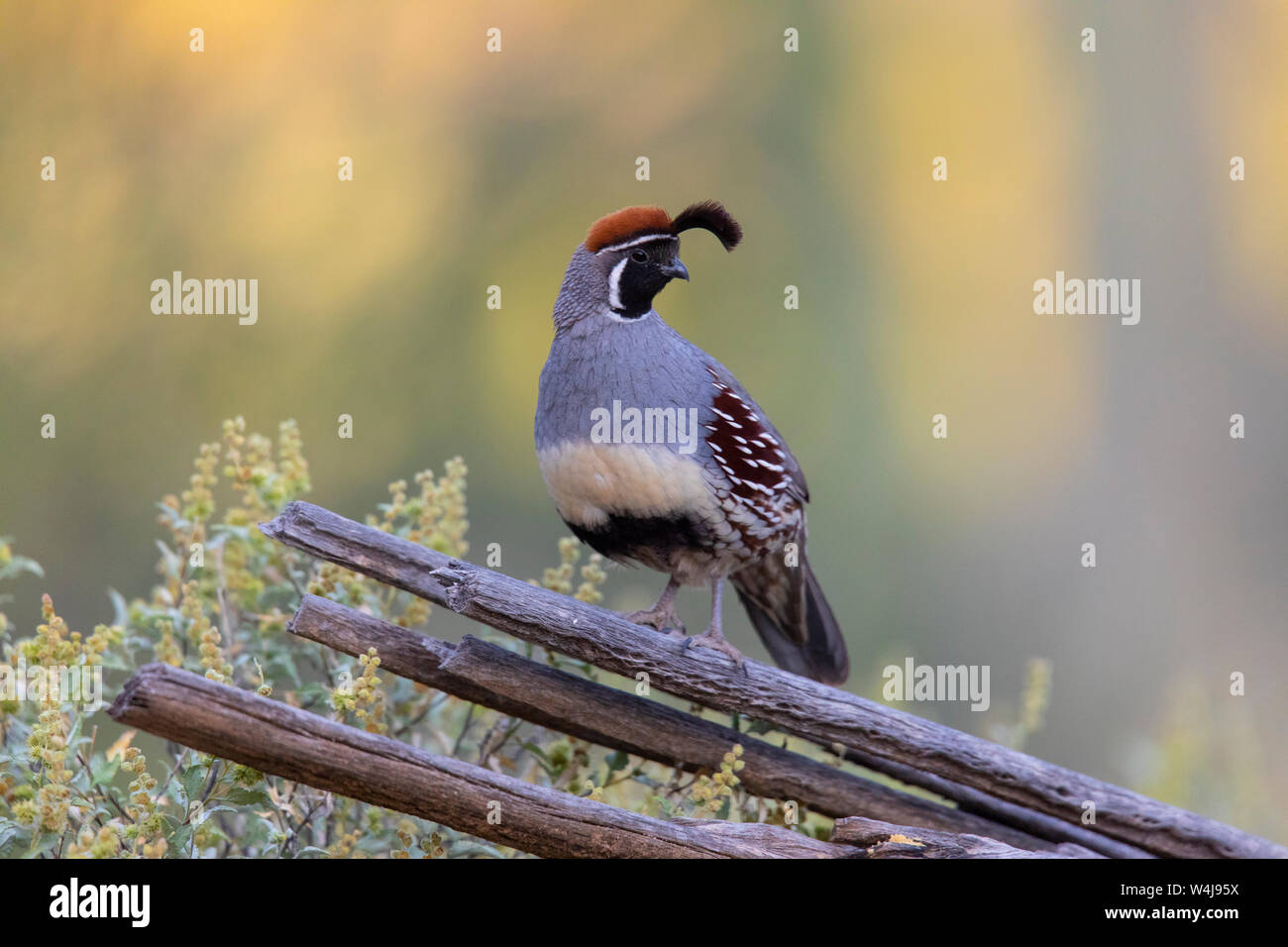 Arizona wildlife habitat hi-res stock photography and images - Alamy