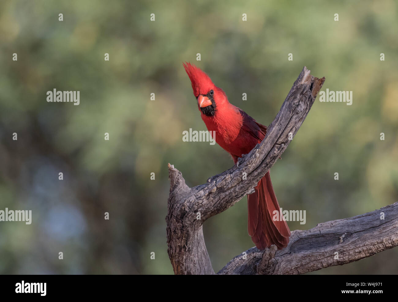 Male Northern Cardinal in Arizona Stock Photo - Alamy