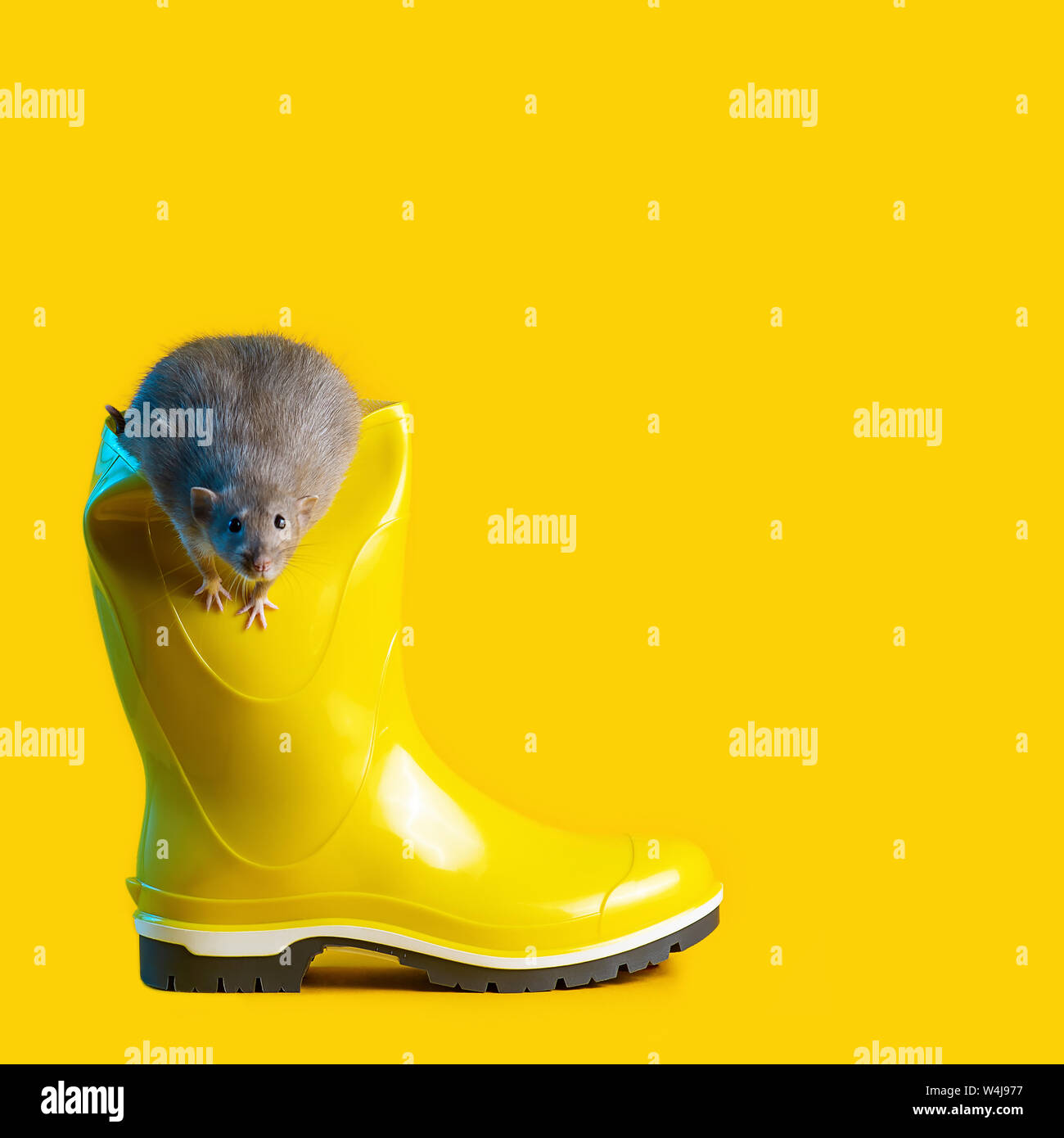 decorative rat in bright yellow rubber boot on blue background ...