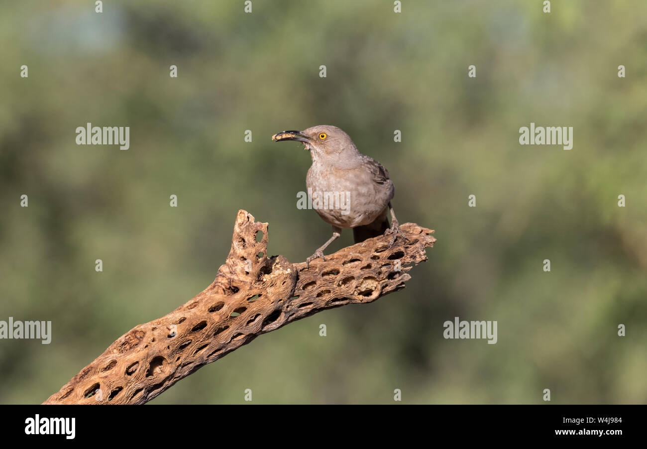 Curved bird hi-res stock photography and images - Alamy