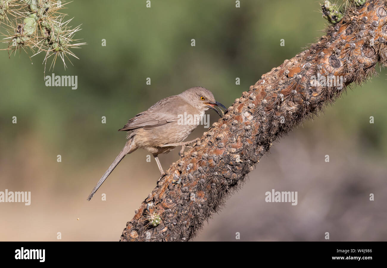 California thrasher perched hi-res stock photography and images - Alamy